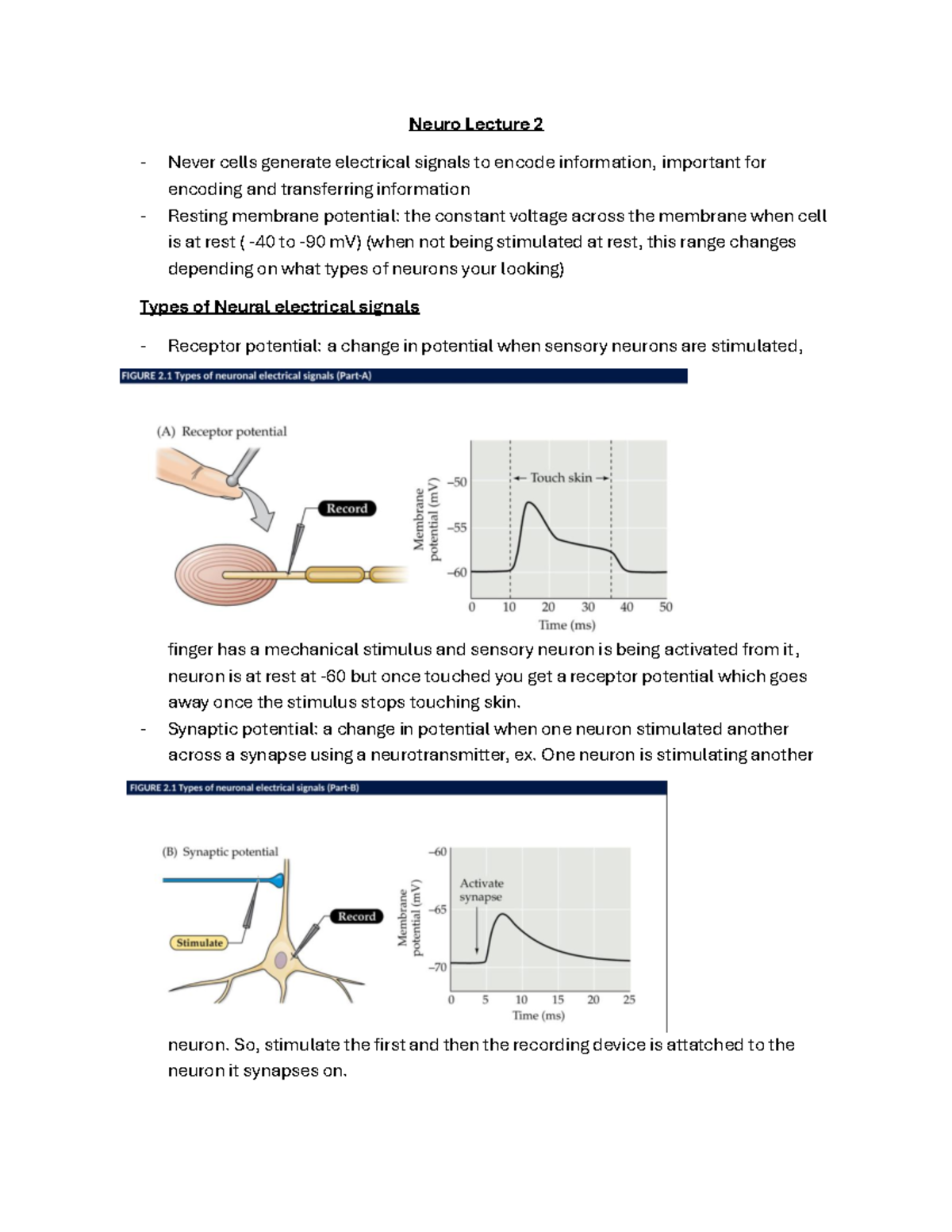 Neuroscience Lecture 2 - Neuro Lecture 2 Never cells generate ...