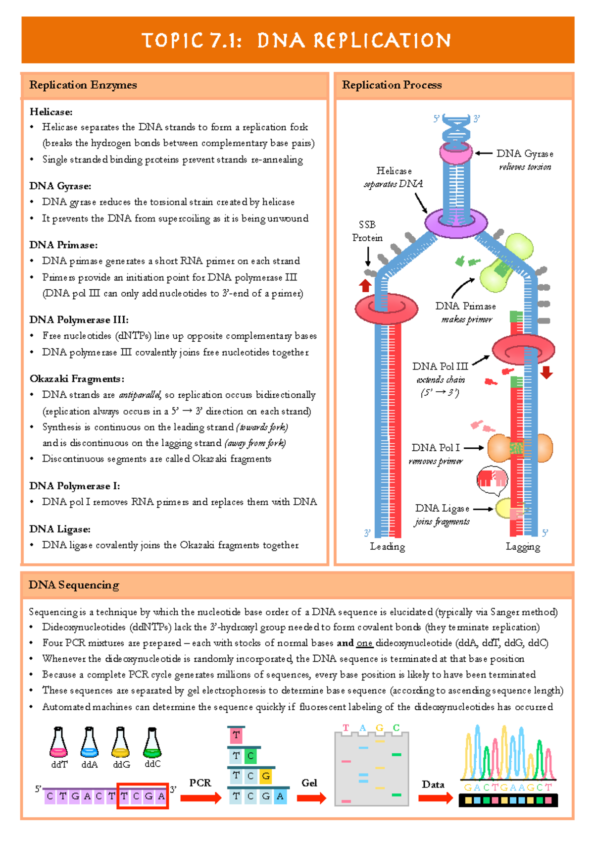 7.1 DNA Replication - Notes - Replication Process Topic 7: DnA ...