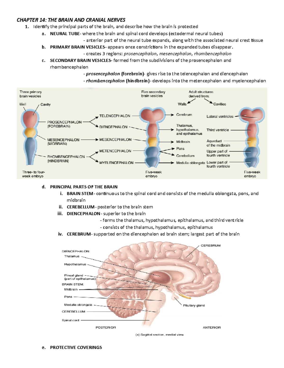 Chapter 14 typed notes - Identify the principal parts of the brain, and ...