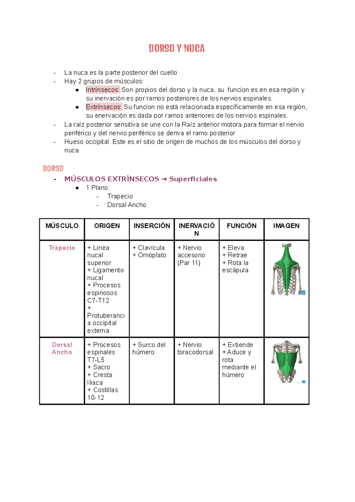 Dorso y nuca - 1 MODULO - DORSO Y NUCA La nuca es la parte posterior ...