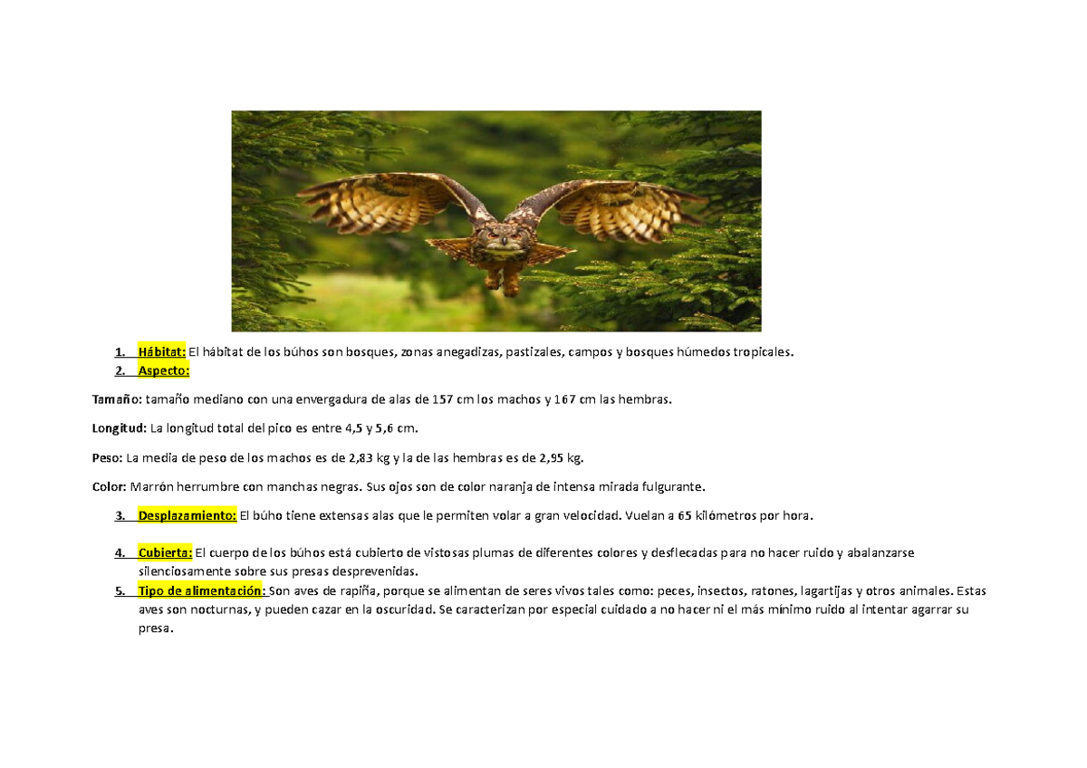 BUHO - Descripción de Búho - Hábitat: El hábitat de los búhos son ...