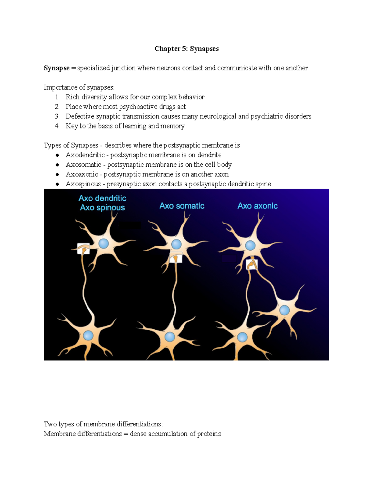Chapter 5 Synapses - Professor: Leslie Smith This study guide combines ...