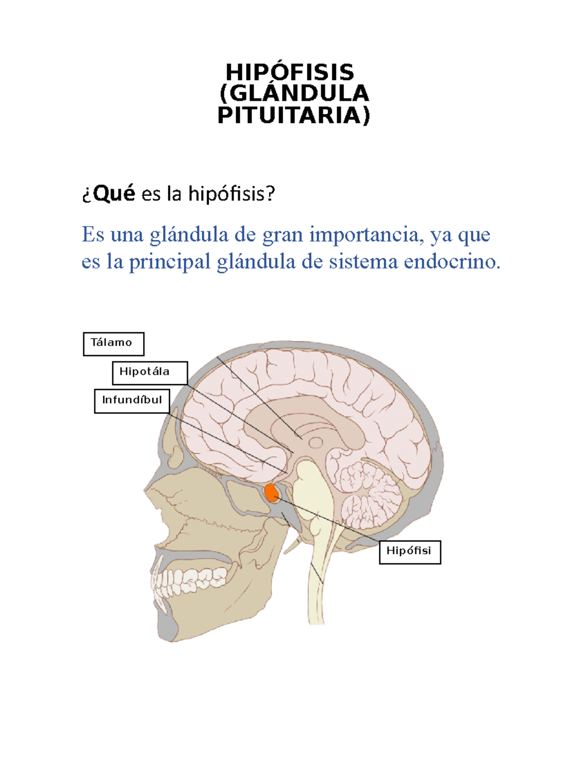 Qué es la hipófisis - ¿Qué es la hipófisis? Es una glándula de gran ...