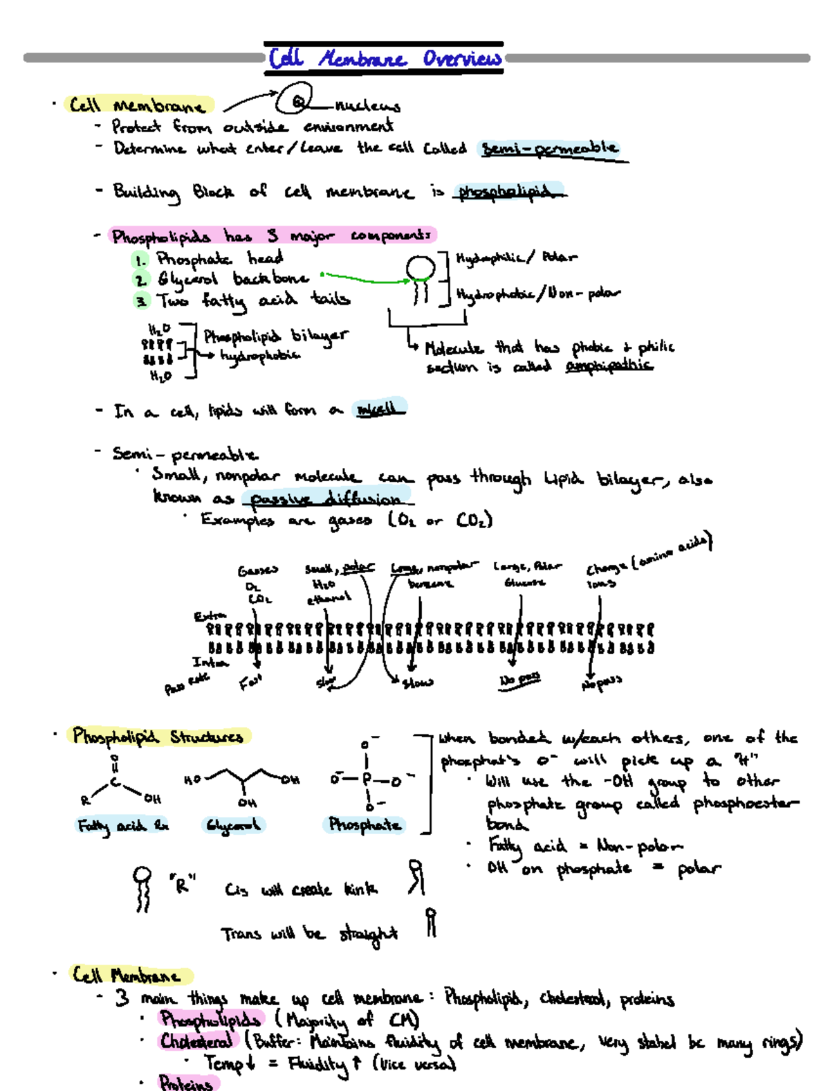 MCAT Cell Membrane Overview - Cell Membrane Overview Cell membrane 0 ...