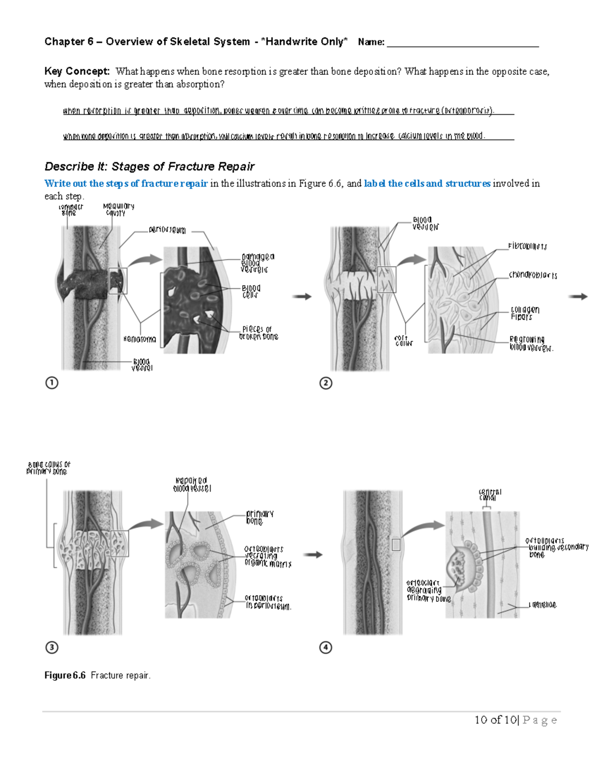 Chapter 6 lecture notes - Chapter 6 – Overview of Skeletal System ...