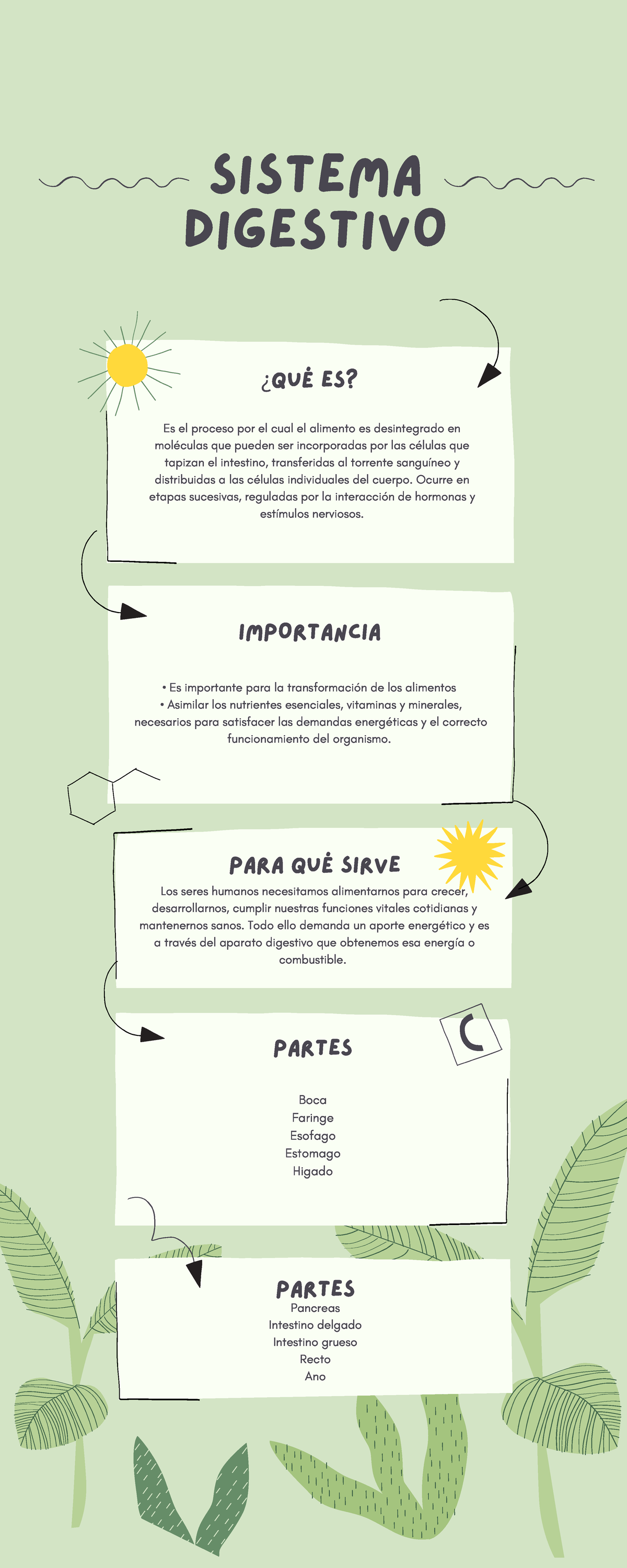 Infografía Digestivo - info - PARTES SISTEMA DIGESTIVO Pancreas ...