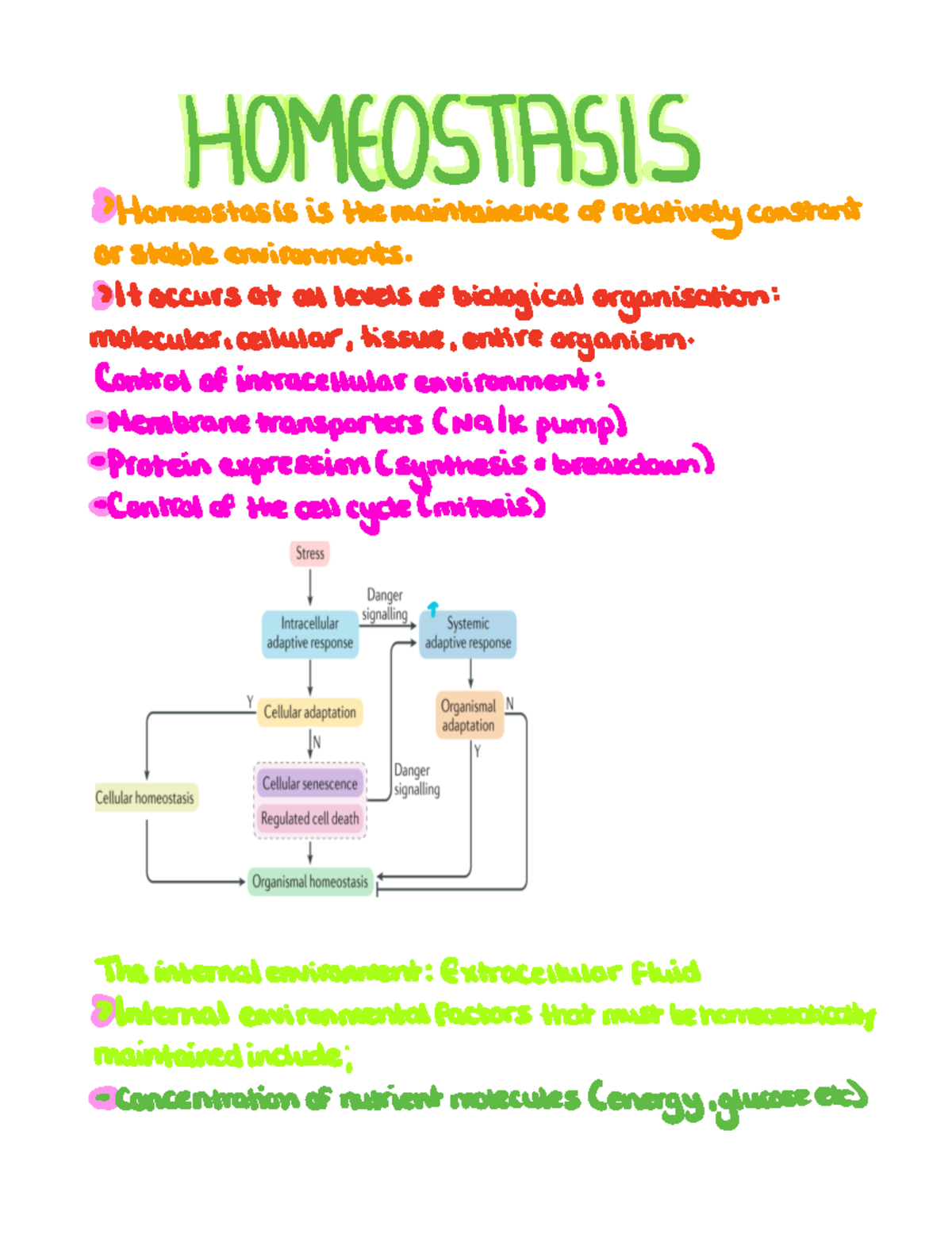 Homeostasis - Physiology 1 - HOMEOSTASIS Homeostasis is the ...