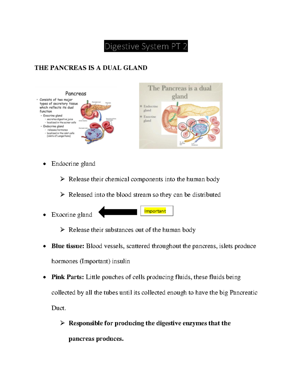 Digestive System PT 2 2 - lecture - Digestive System PT 2 THE PANCREAS ...