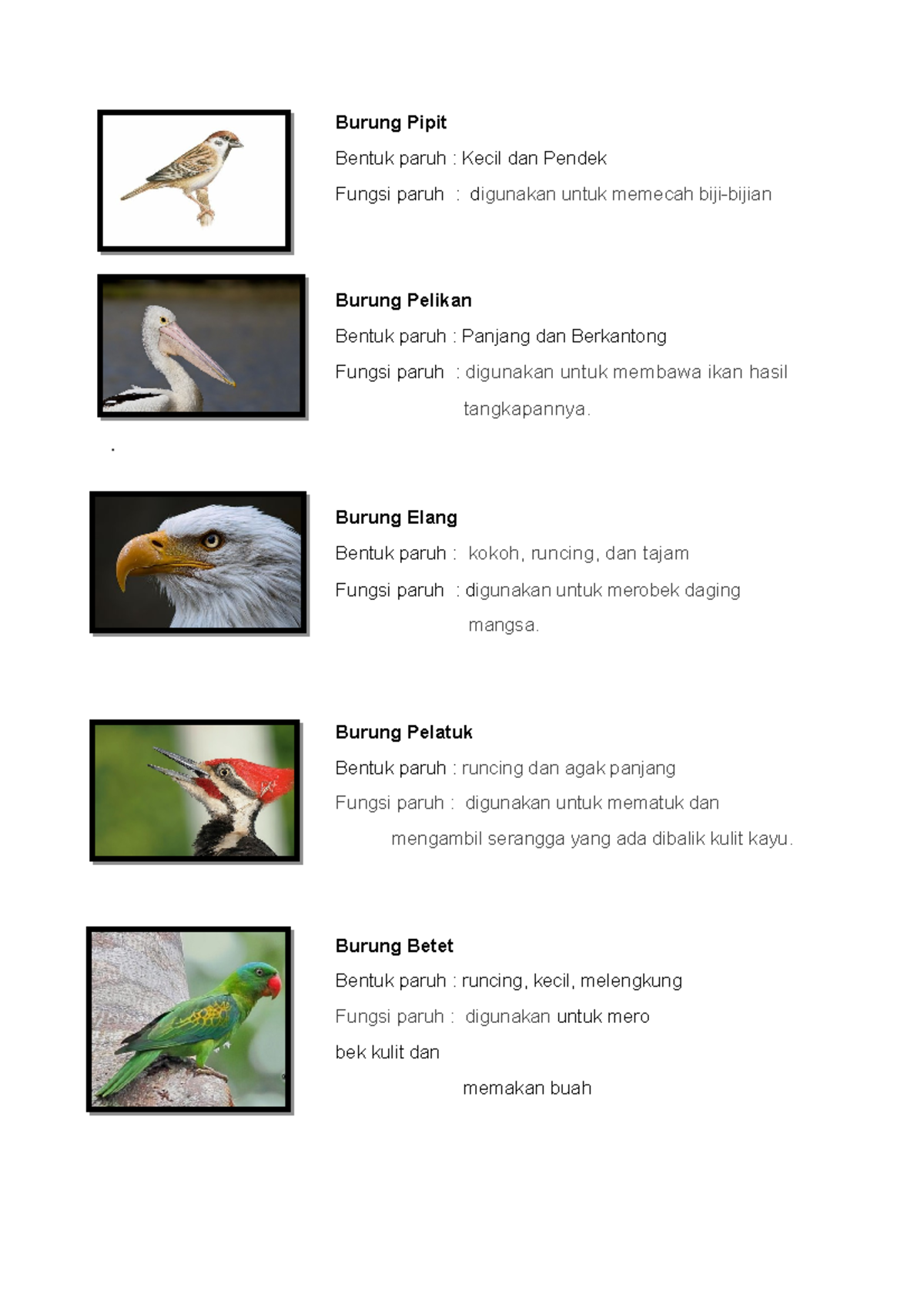 Tugas paruh burung - oke - Burung Pipit Bentuk paruh : Kecil dan Pendek ...