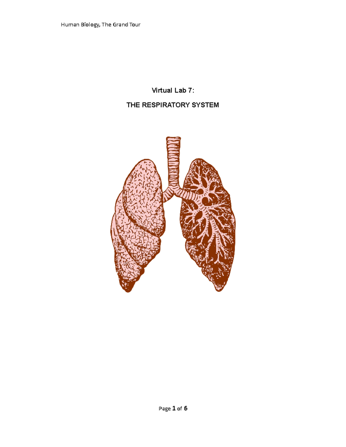 Lab 7 Respiration - Lab Assignment BIO 132 - Virtual Lab 7: THE ...