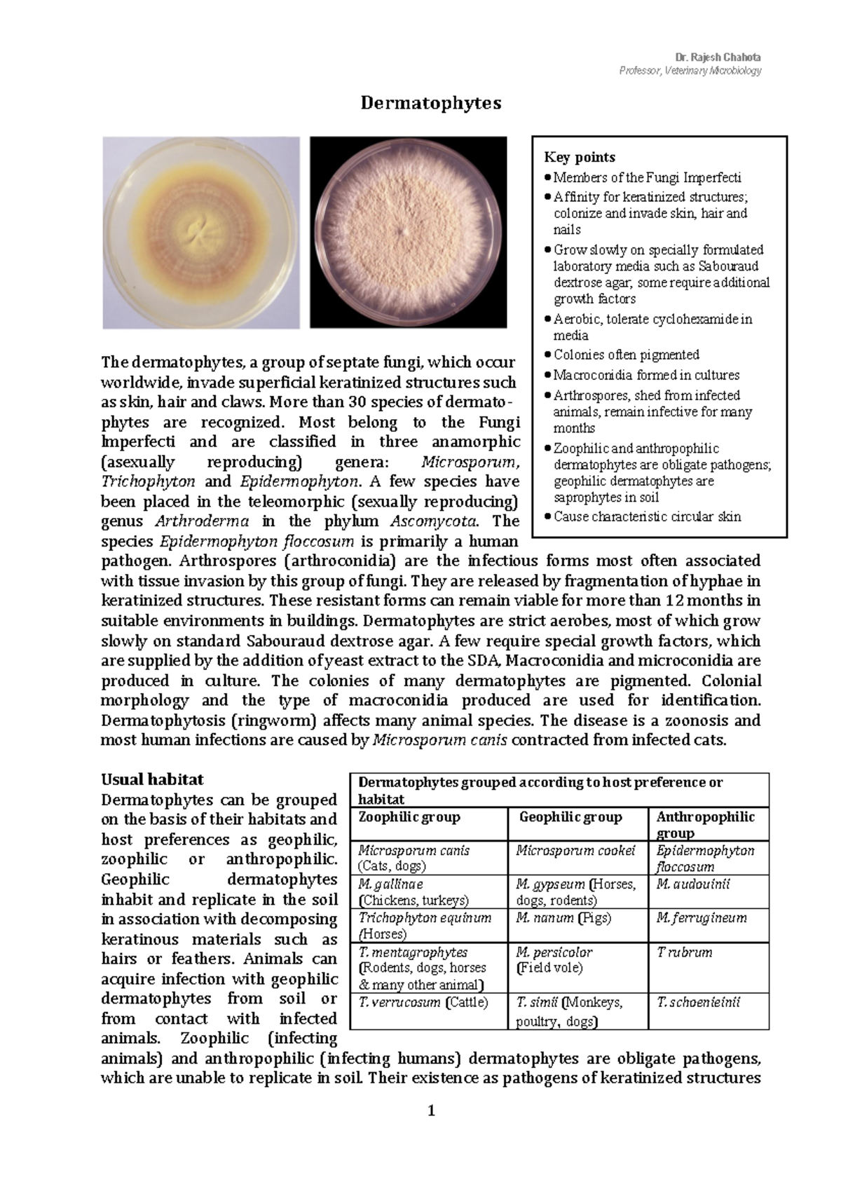 Dermatophytes - notes - Professor, Veterinary Microbiology ...