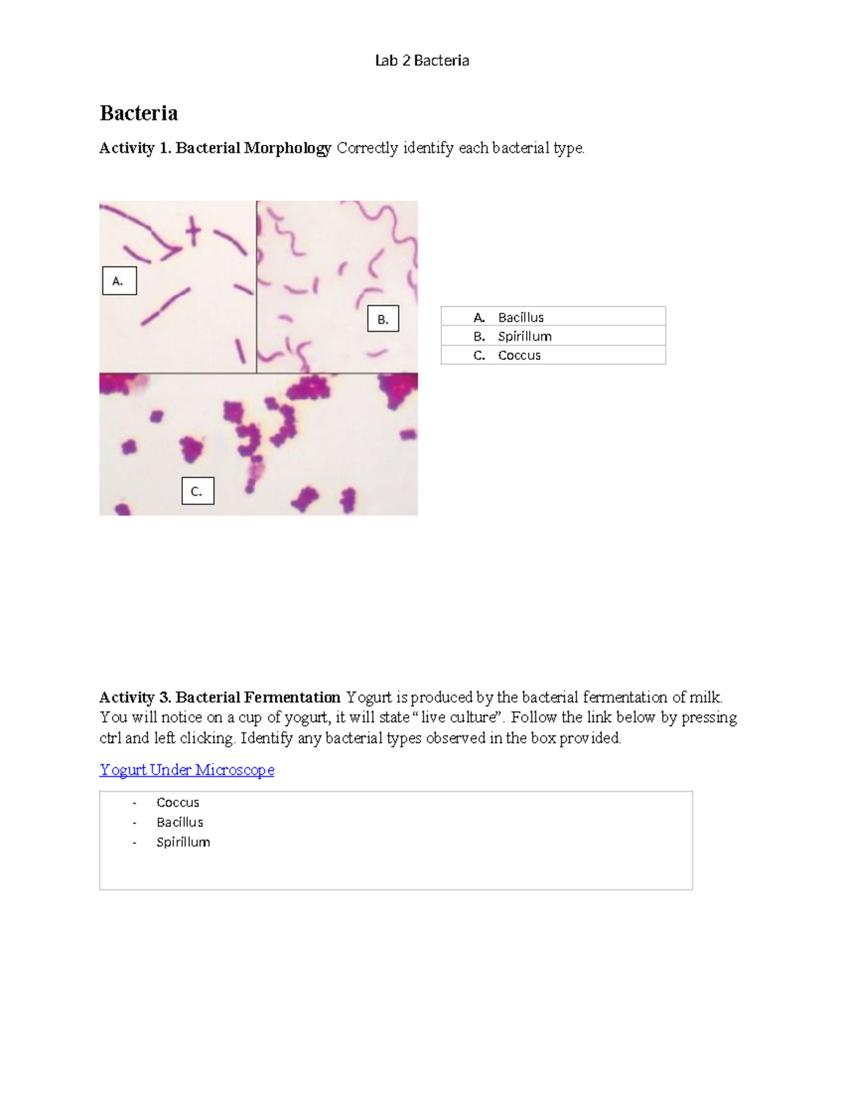 2 Bacteria - werqq - Bacteria Activity 1. Bacterial Morphology Correctly identify each bacterial ...