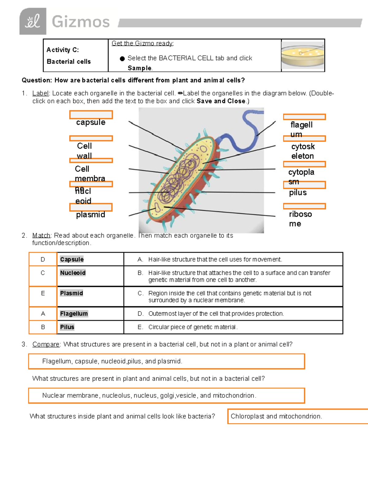 Animal Cell Gizmo Answer Key Label The Parts Of An Animal Ce