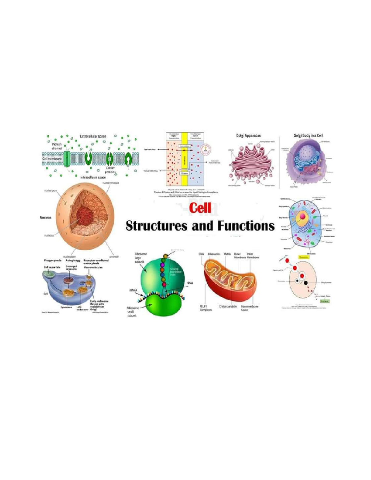 Anatomy and Physiology Cell (structure and functions) - BS Nursing ...