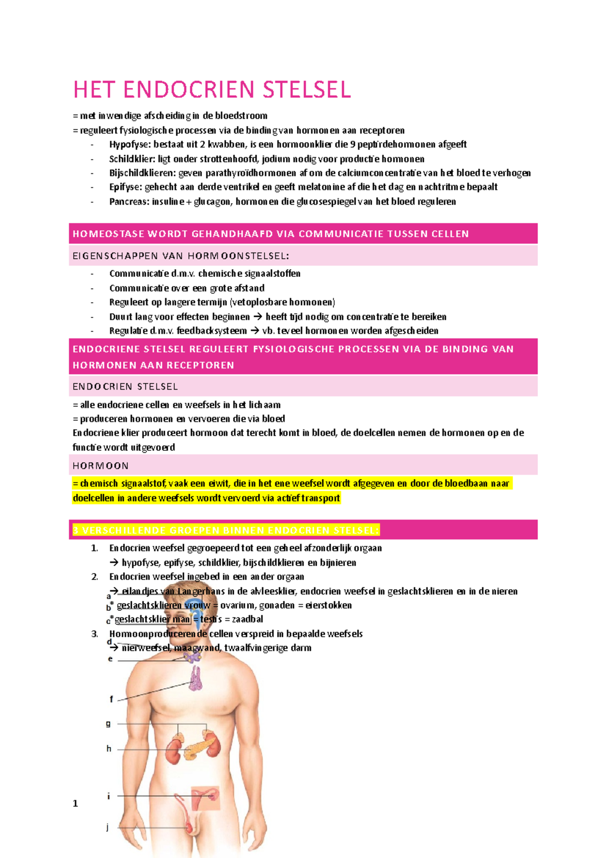 Endocrien stelsel - HET ENDOCRIEN STELSEL met inwendige afscheiding in ...