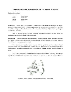 Algae classification - CLASSIFICATION OF ALGAE F. E. Fritsch (1935, ’48 ...
