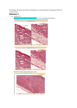 Sistema Respiratorio - Prácticas de exposición del curso de histología - UNIVERSIDAD PRIVADA ...