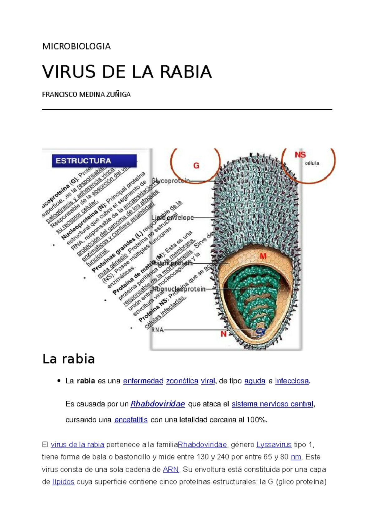 Virus de la rabia - MICROBIOLOGIA VIRUS DE LA RABIA FRANCISCO MEDINA ...