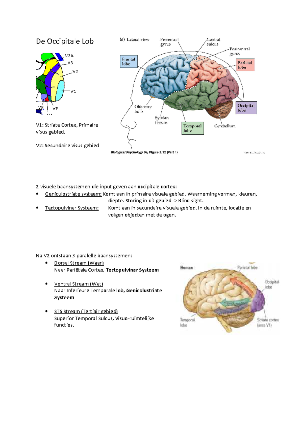 Samenvatting Neuropsychologie: De Occipitale Lob - De Occipitale Lob V1 ...