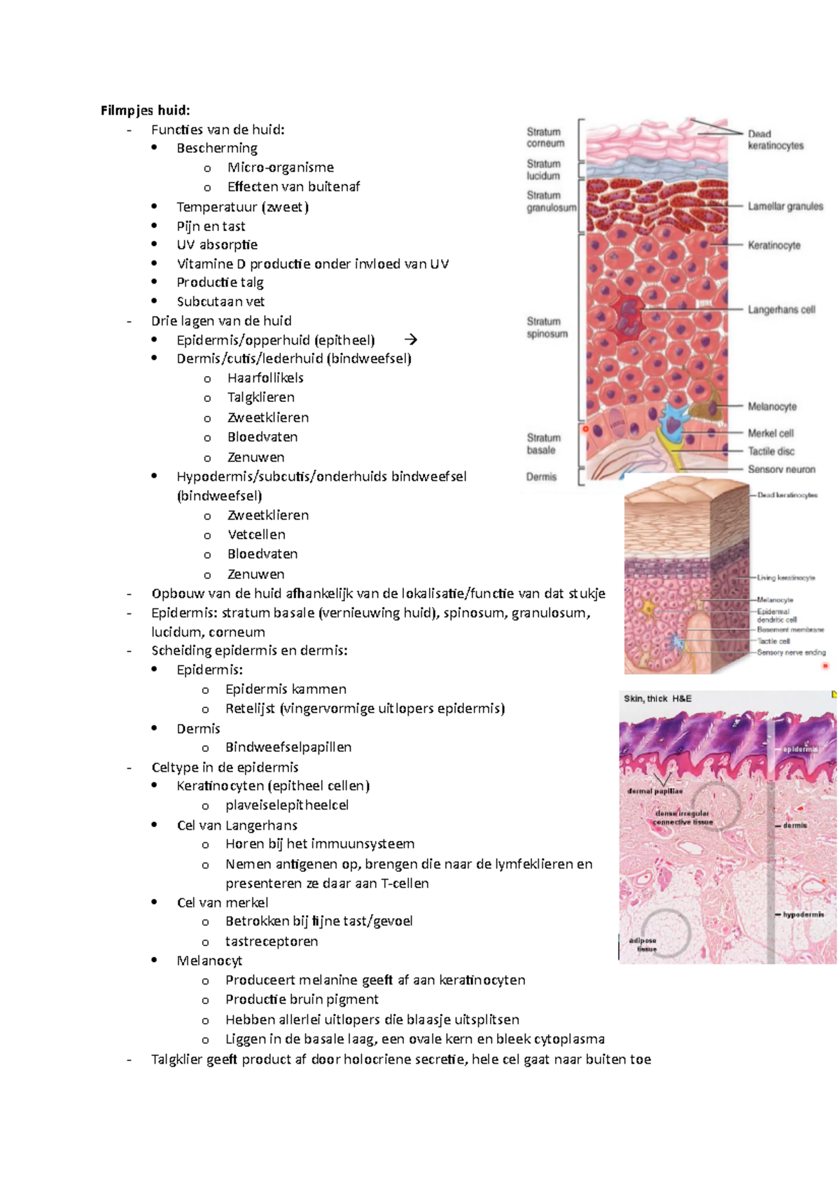 Samenvatting filmpjes huid - Filmpjes huid: - Functies van de huid ...