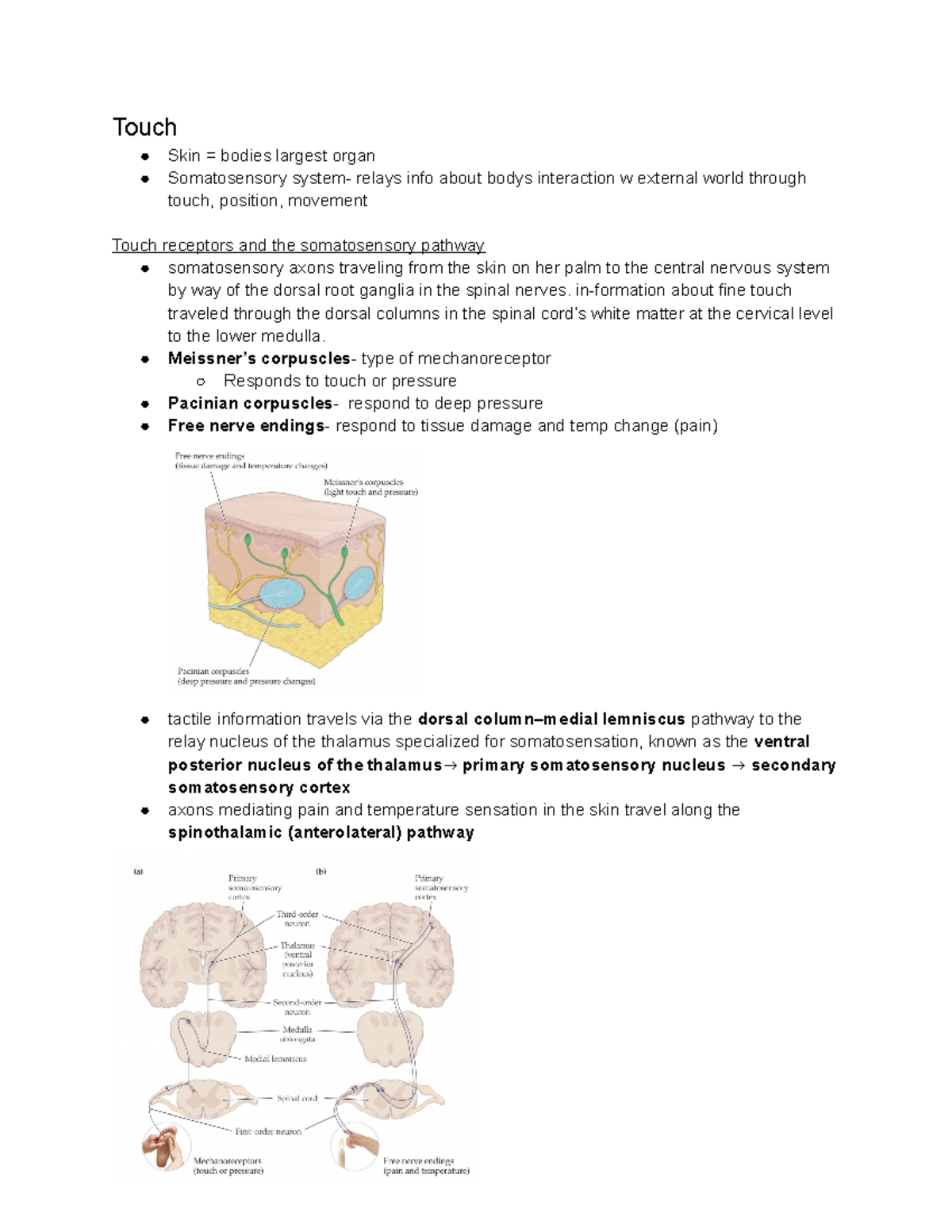 Neural basis exam 3 reading - Touch Skin = bodies largest organ ...