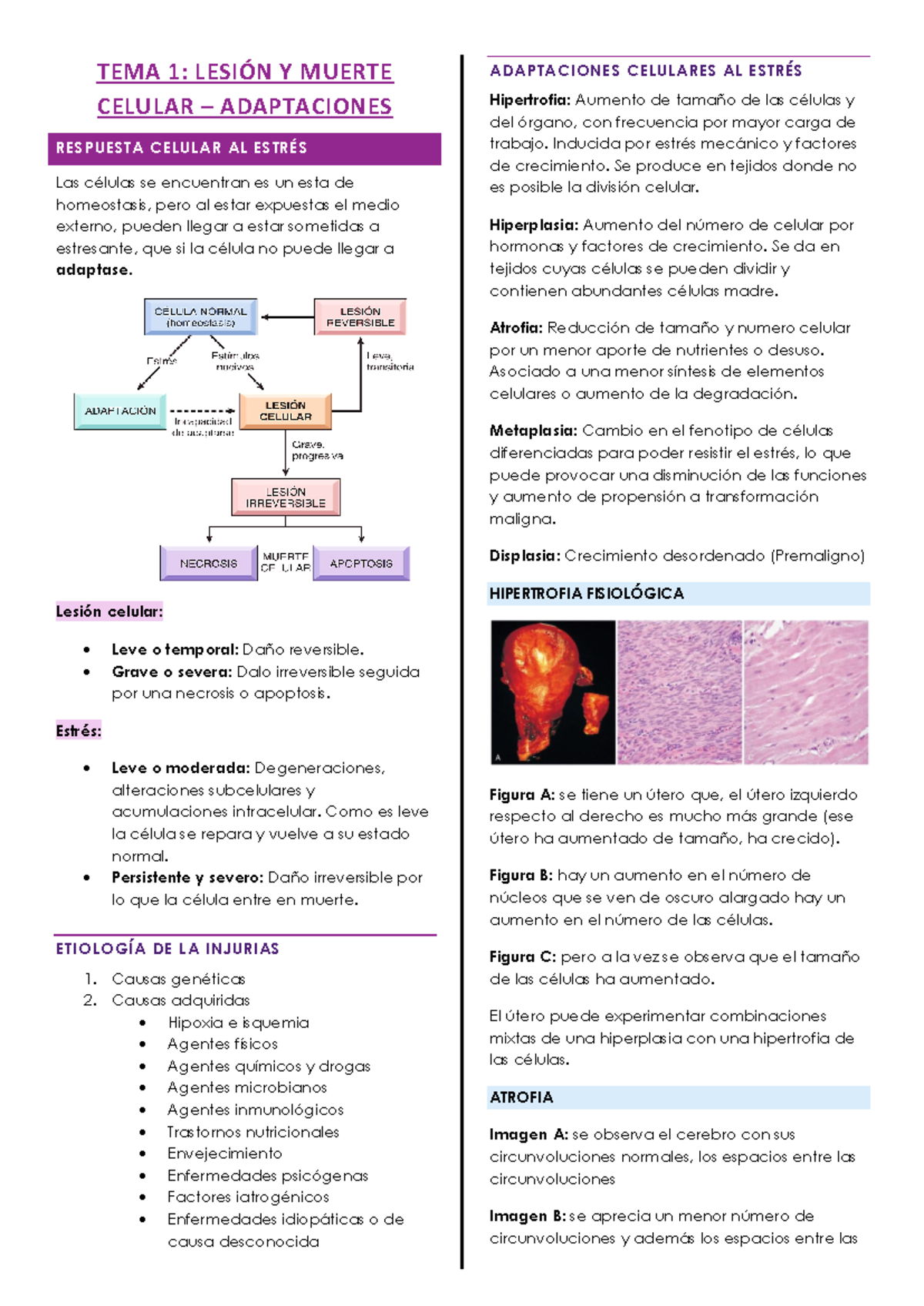 TEMA 1 Lesión Y Muerte Celular – Adaptaciones - TEMA 1: LESIÓN Y MUERTE ...