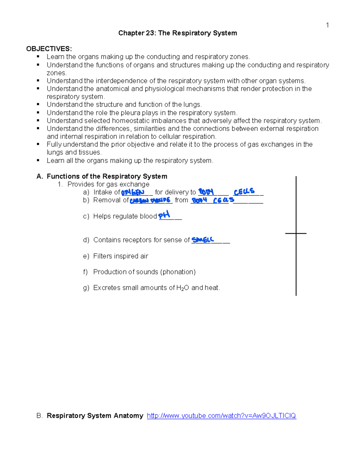 Chapter 23 Study Guide - respiratory system - Chapter 23: The ...