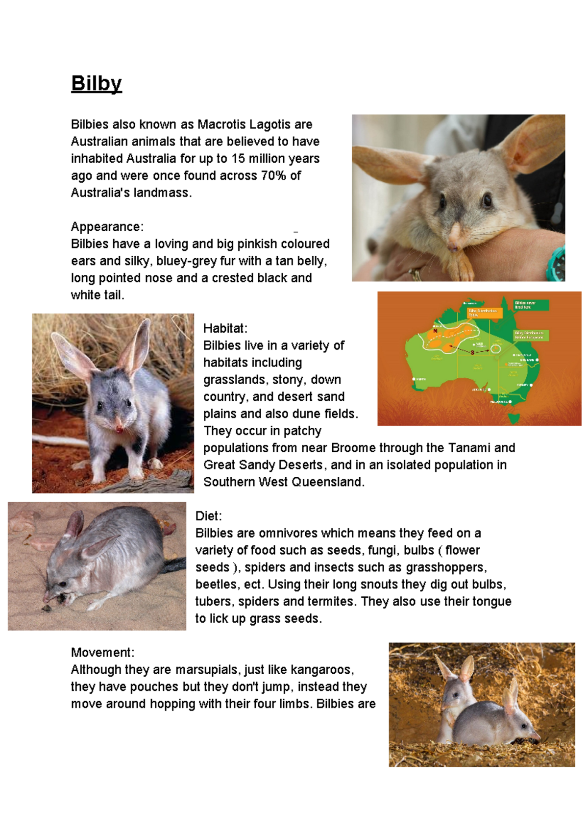 Untitled document - idk - Bilby Bilbies also known as Macrotis Lagotis ...
