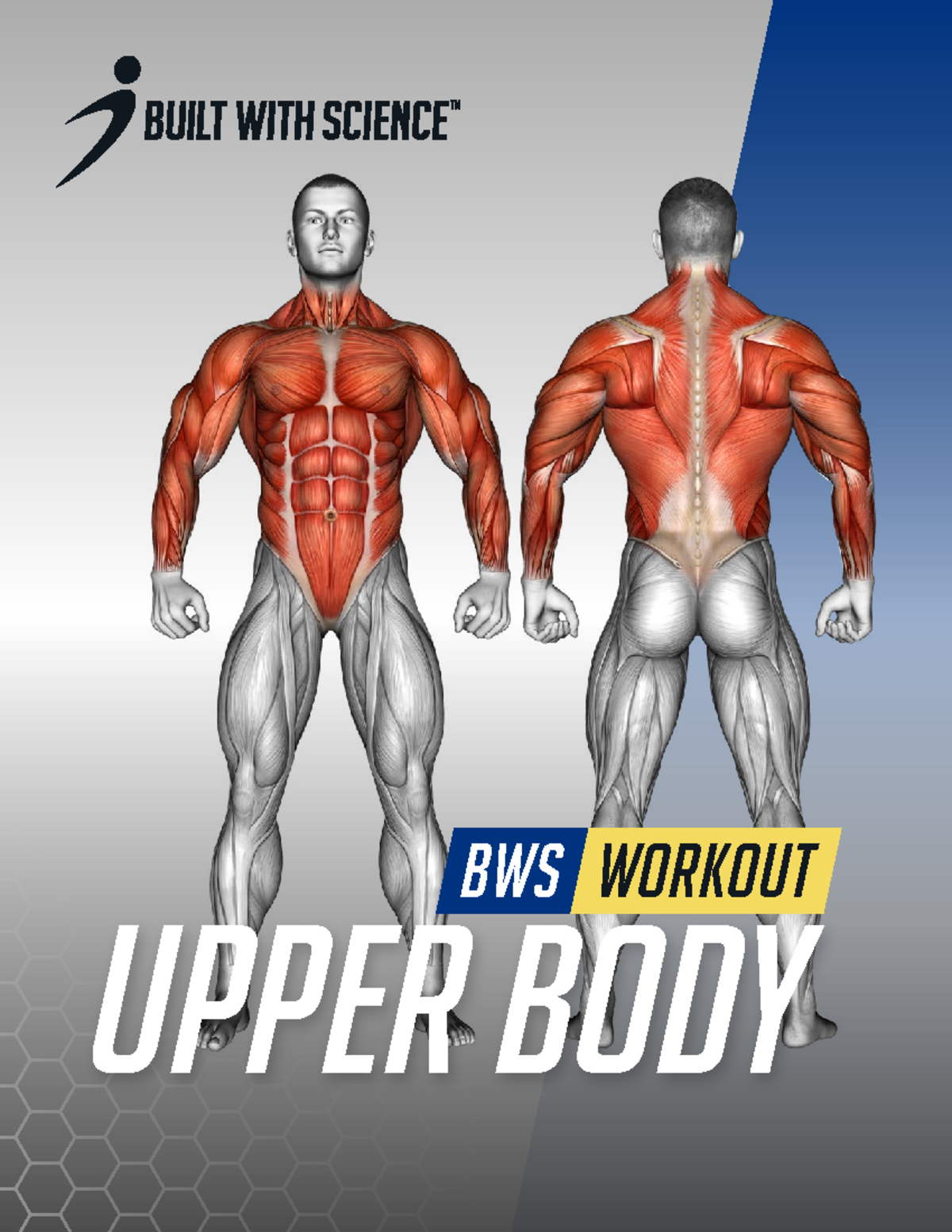 Built With Science Upper Workout PDF - upper body bws workout Table of ...