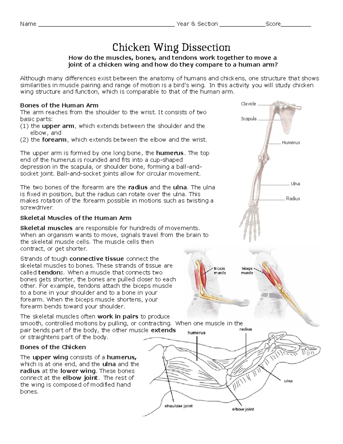 Chicken Wing Dissection - Name Year & Section Score Chicken Wing ...