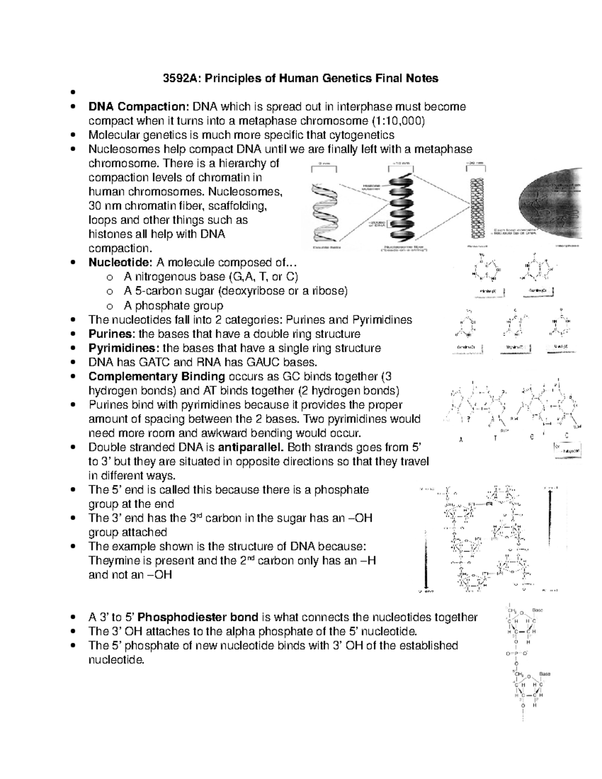 Human Genetics Final Notes - 3592A: Principles of Human Genetics Final ...