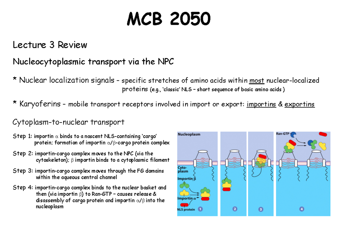 Lecture 4 Oct 28 - l3 for mcb 2050 - MCB 2050 Lecture 3 Review ...