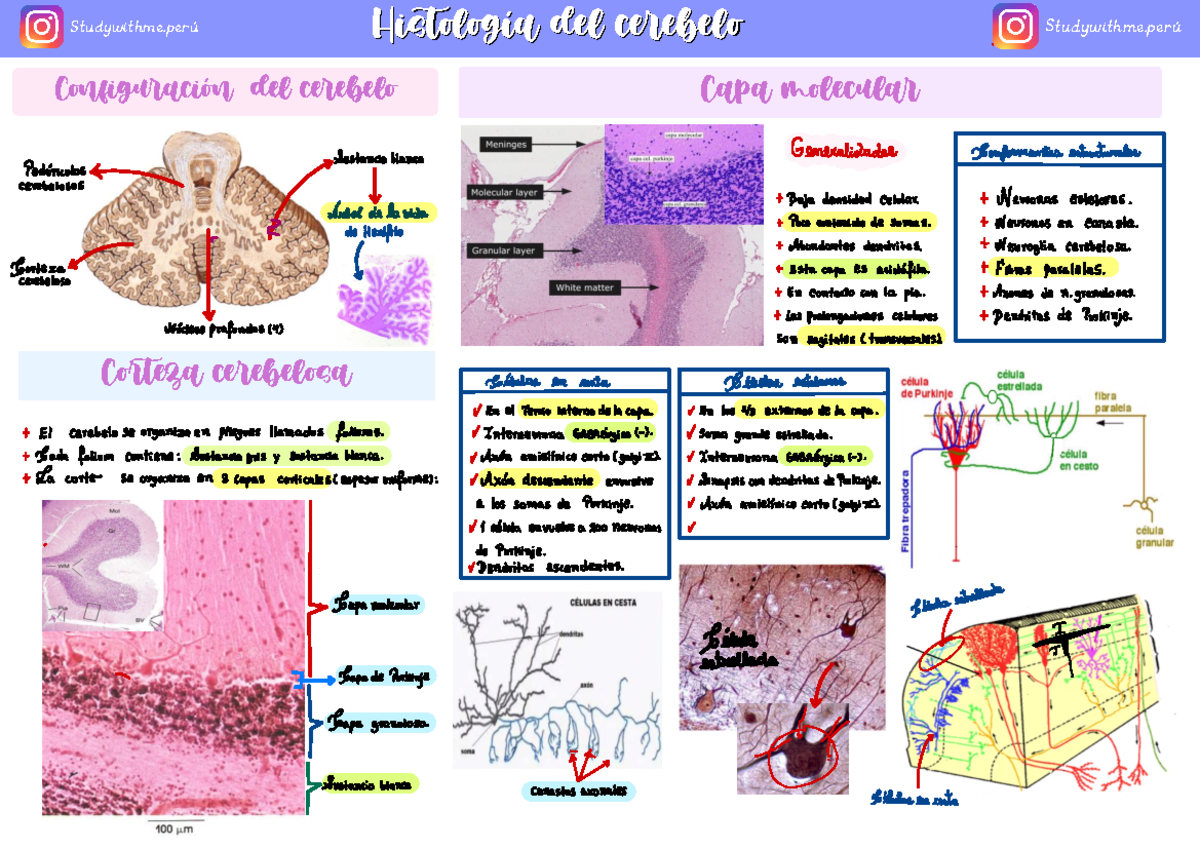 SEM7 Cerebelo - Apuntes 1-2 - Histología del cerebelo Configuración del ...