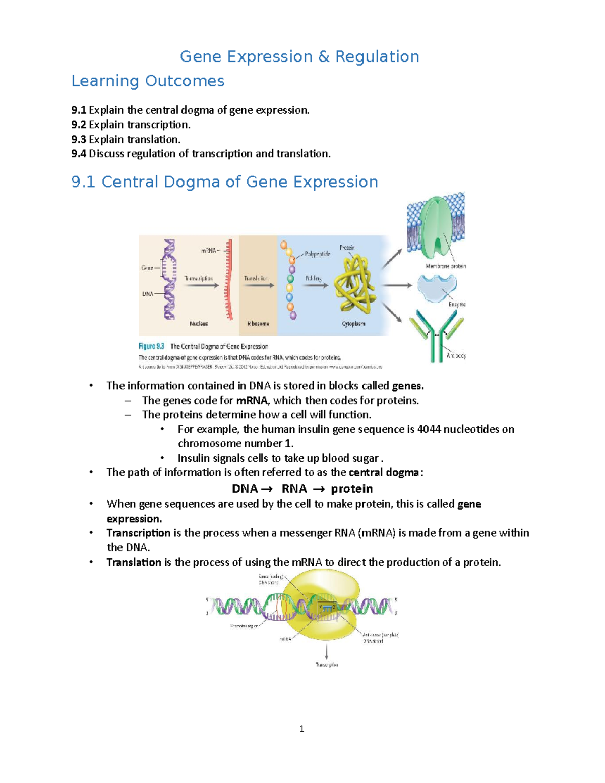Gene Expression Regulation - Learning Outcomes 9 Explain the central ...