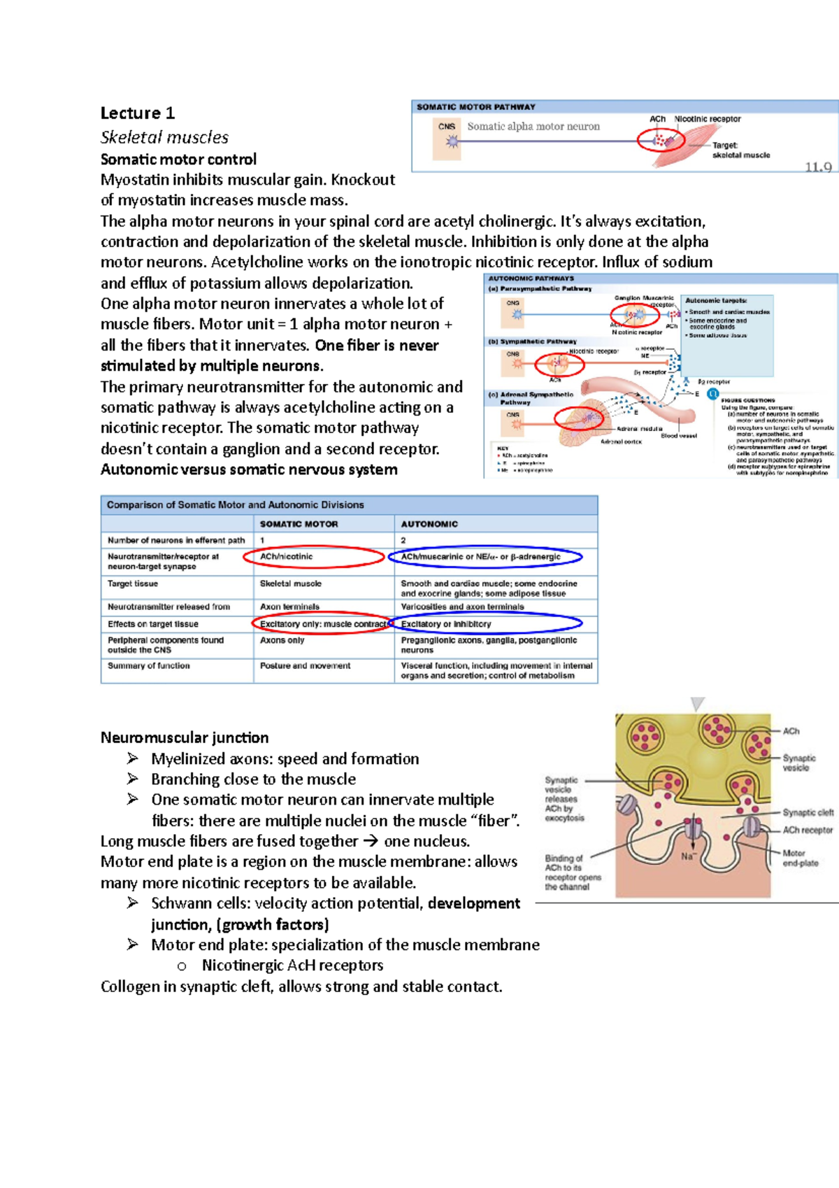 Lecture 1 Muscles - Lecture 1 Skeletal muscles Somatic motor control ...
