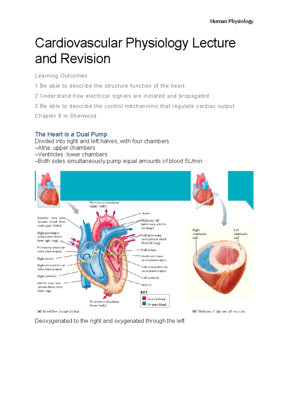 Cardiovascular Physiology Lecture and Revision - Human Physiology ...
