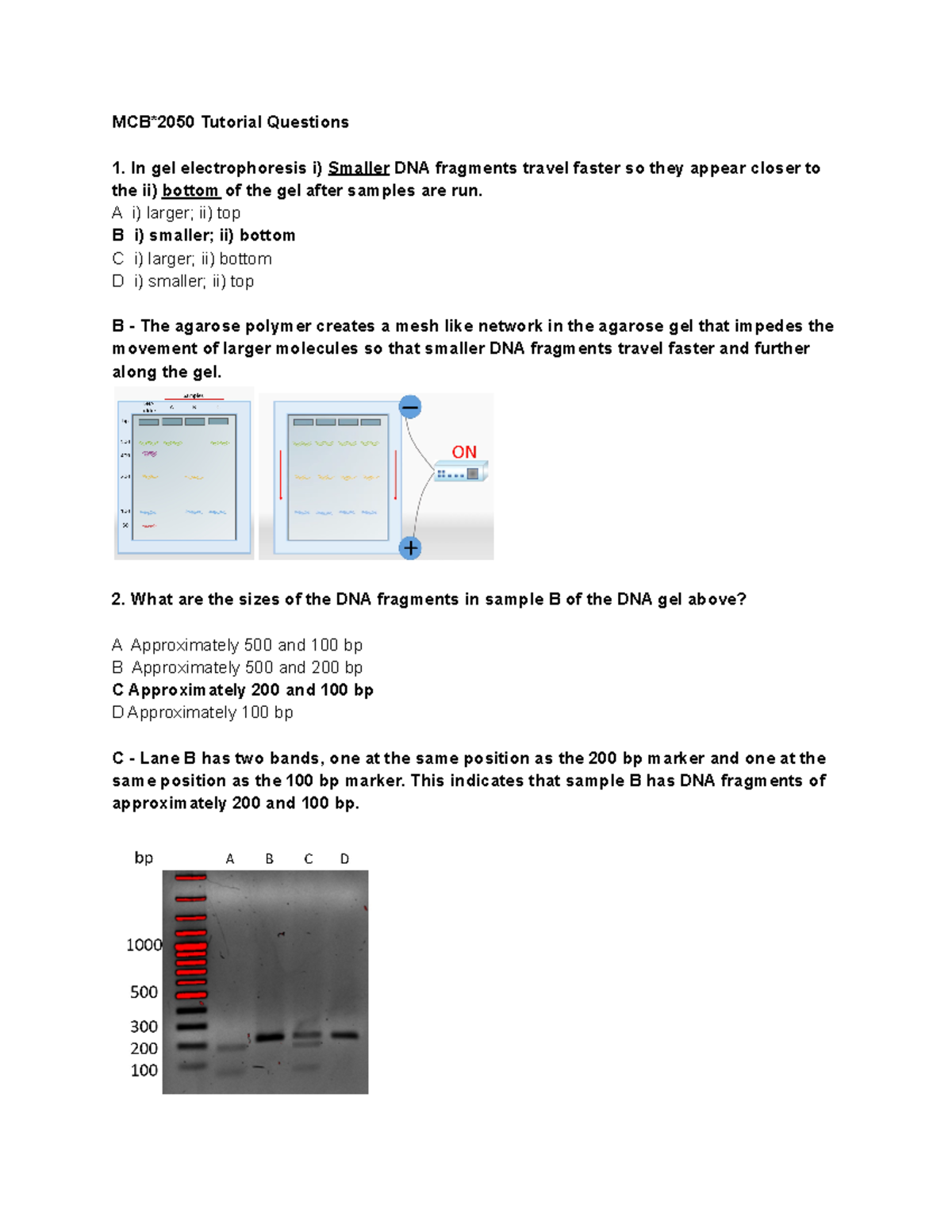 MCB 2050 Tutorial Questions - MCB*2050 Tutorial Questions In gel ...