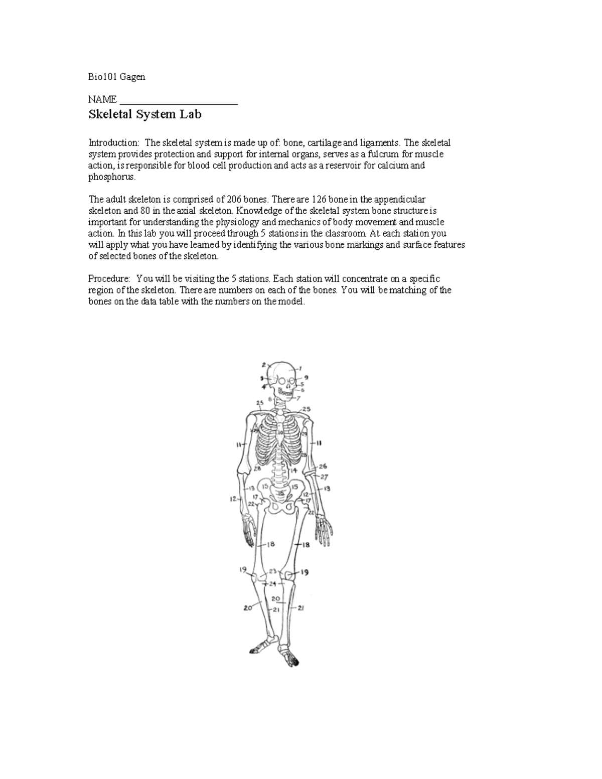 Bio101 Gagen Skeletal Lab - Bio101 Gagen NAME ...