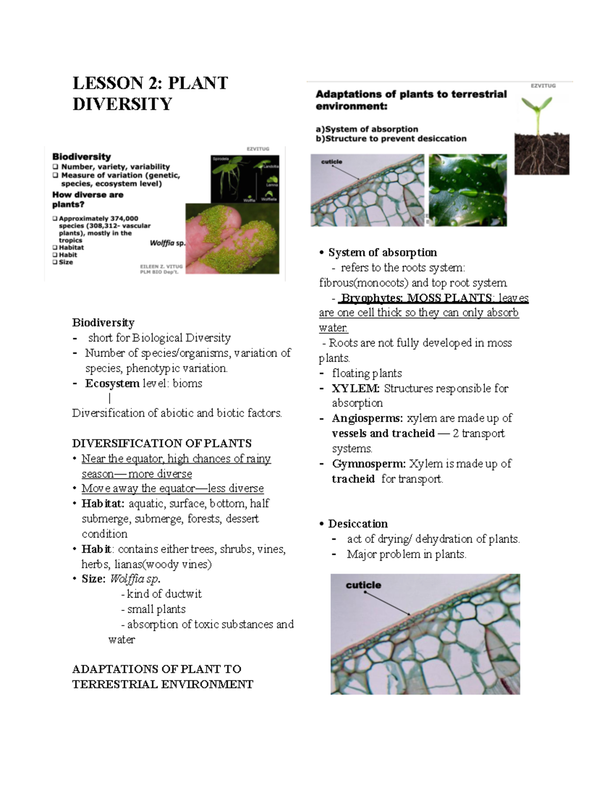 Plant Diversity - Sana makatulong :)) - LESSON 2: PLANT DIVERSITY ...