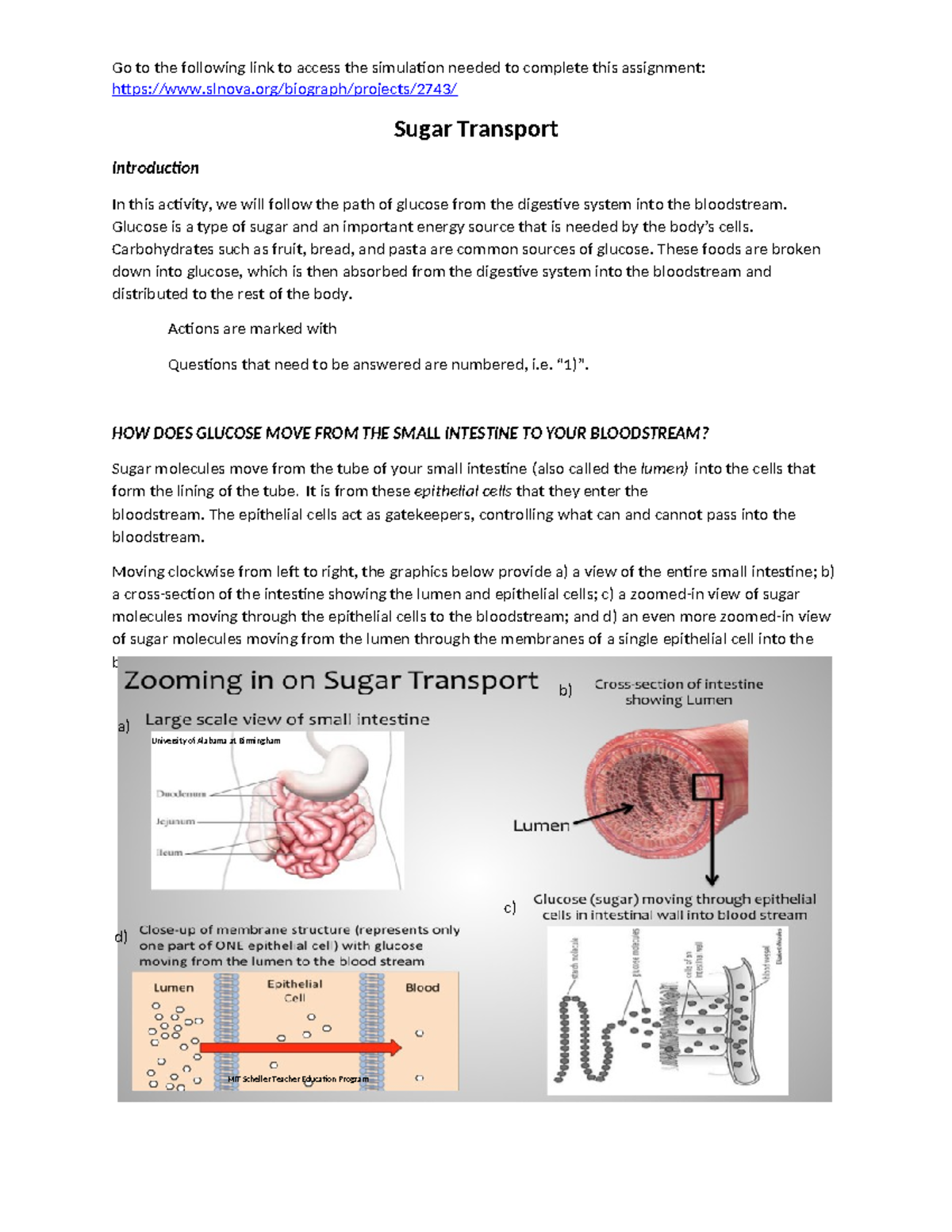 Sugar Transport Simulation Lab - slnova/biograph/projects/2743/ Sugar ...