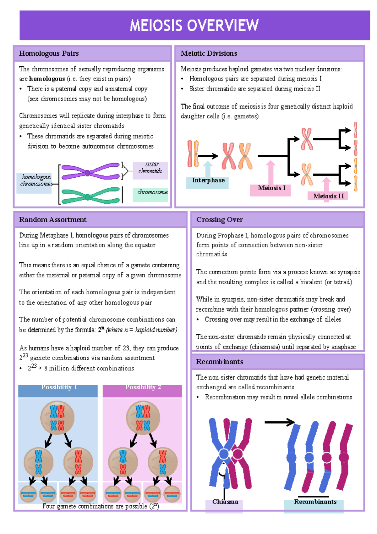 10.1 Meiosis Overview - summary - MEIOSIS OVERVIEW Homologous ...
