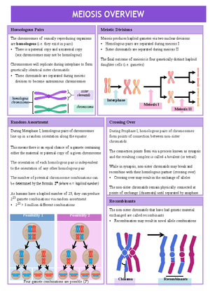 3.3 Stages of Meiosis - summary - Meiosis I Summary Meiosis II Summary ...