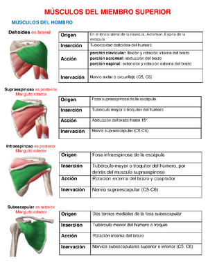 Región cigomática - anatomia topografica cabeza y cuello apuntes ...