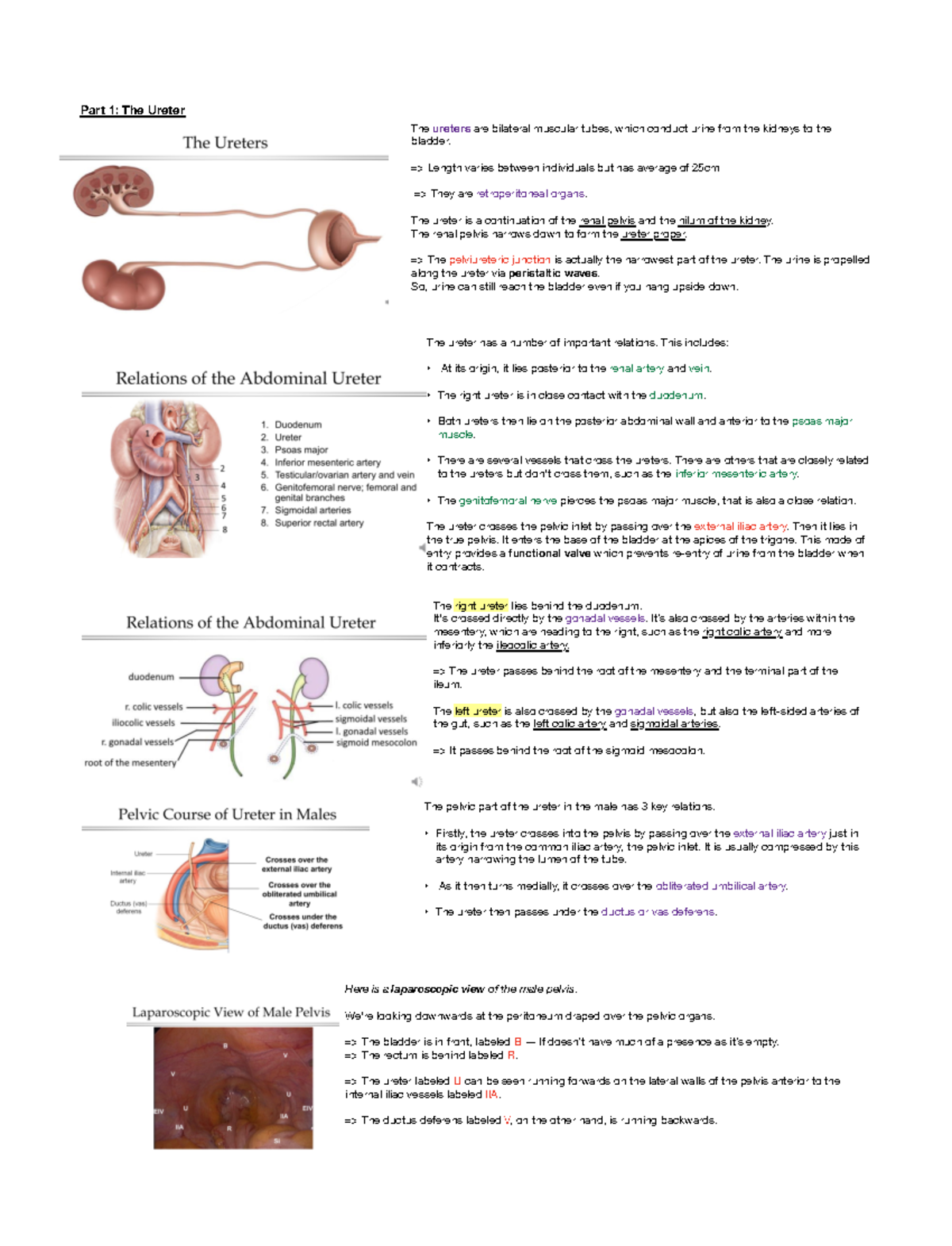 Urinary Tract and more - Lecture notes 1 - The ureters are bilateral ...