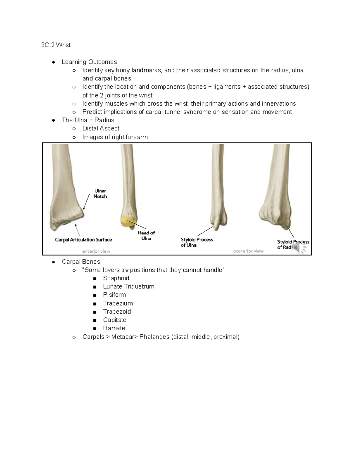 Wrist 3c - 3C Wrist Learning Outcomes Identify key bony landmarks, and ...
