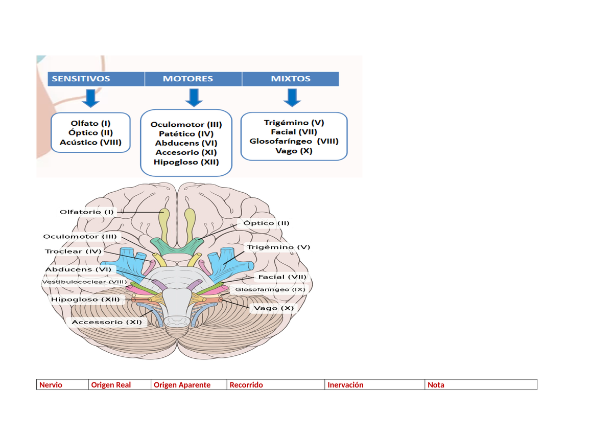 Cuadro comparativo pares craneales(examen) - Nervio Origen Real Origen Aparente Recorrido ...