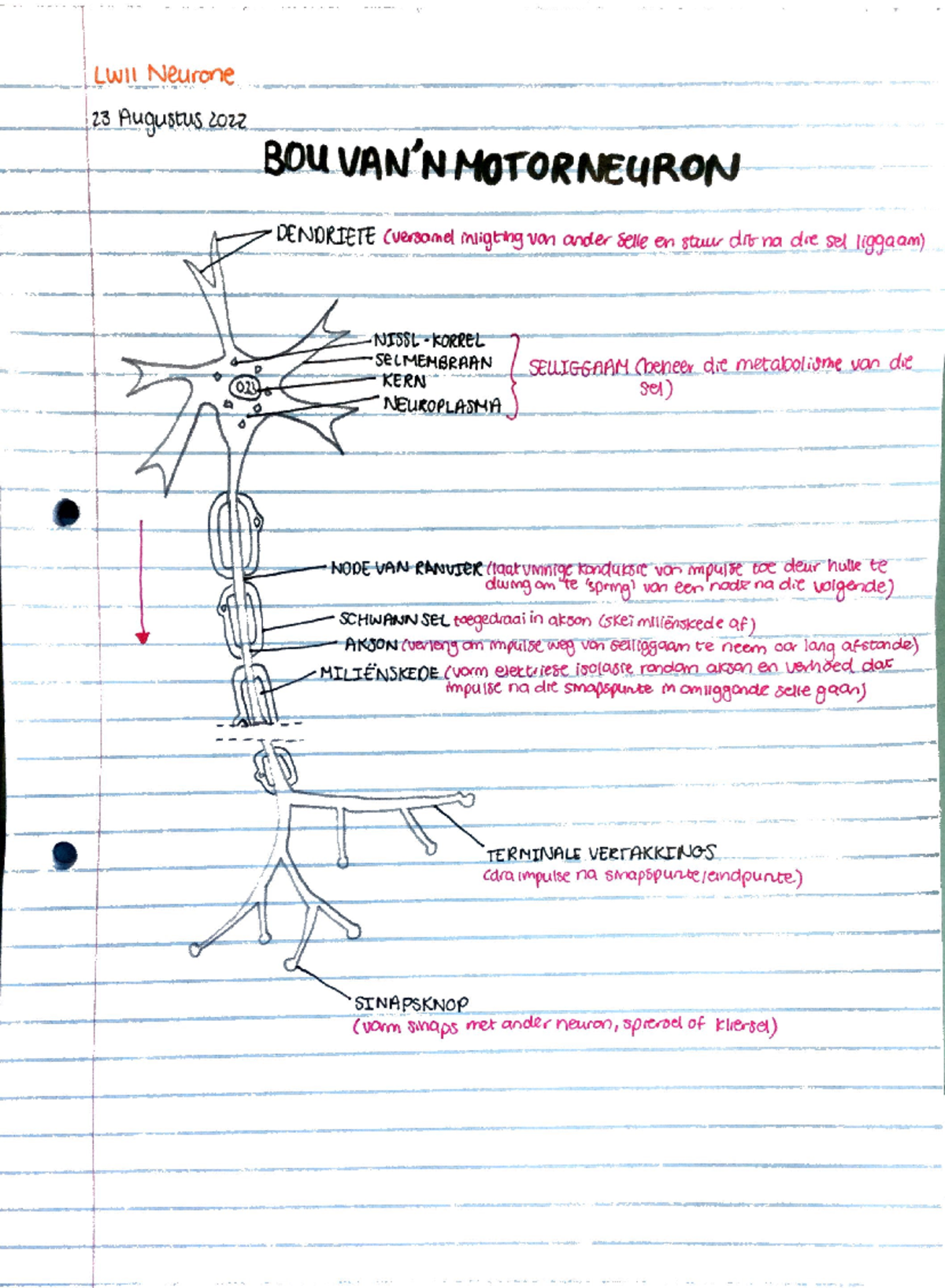 Bou van 'n motorneuron - Studocu