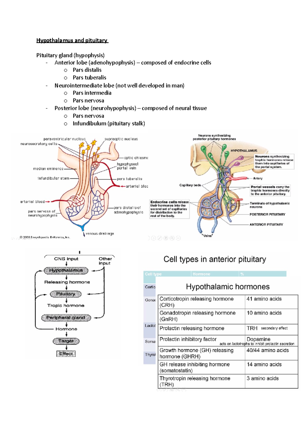 Human Development W1 Hypothalamus and pituitary - Hypothalamus and ...