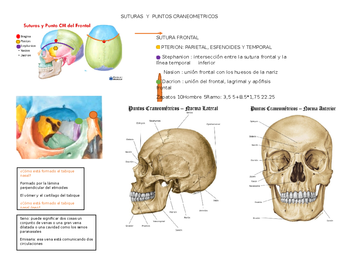 Hueso frontal - SUTURAS Y PUNTOS CRANEOMETRICOS Seno: puede significar ...