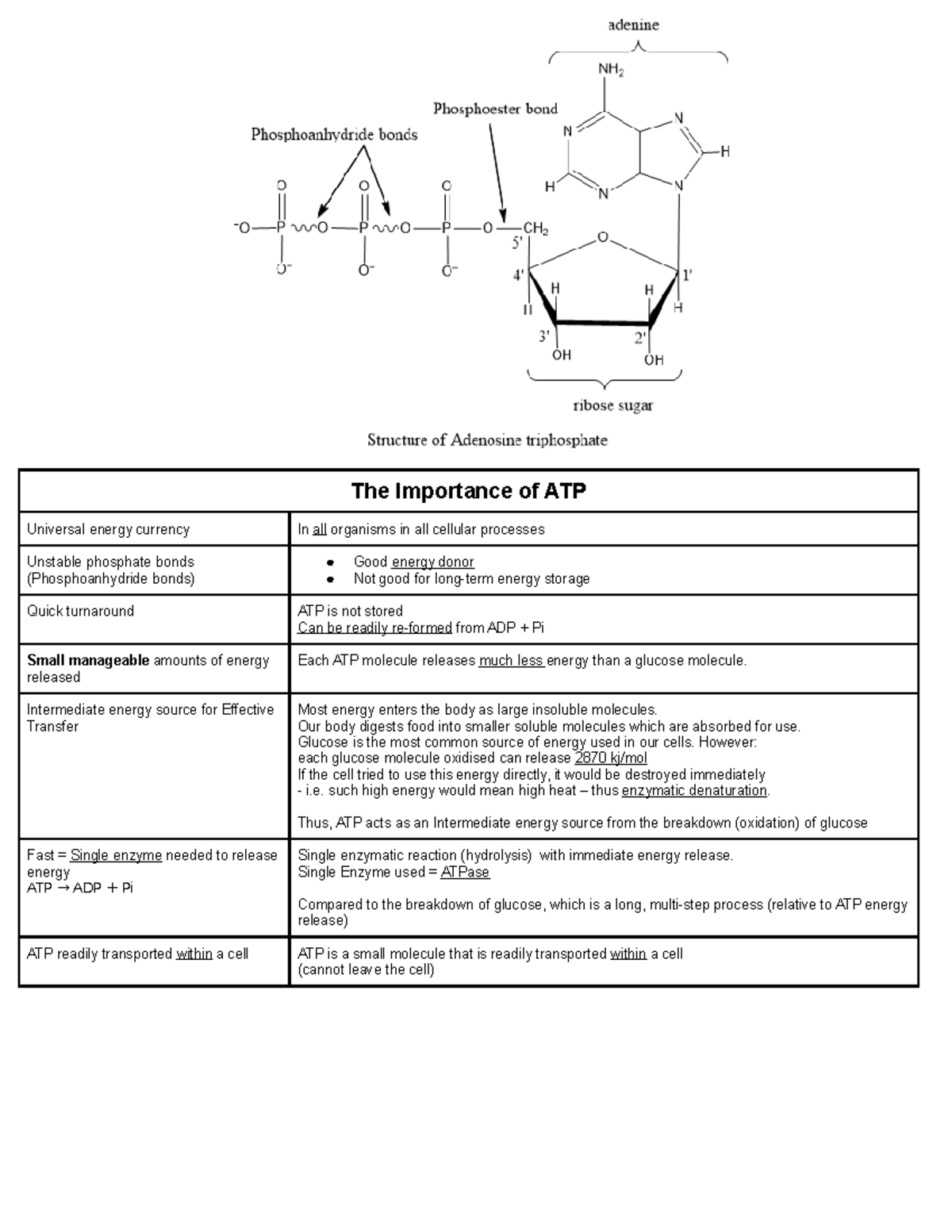 WJEC Unit 3 The Importance of ATP - Studocu